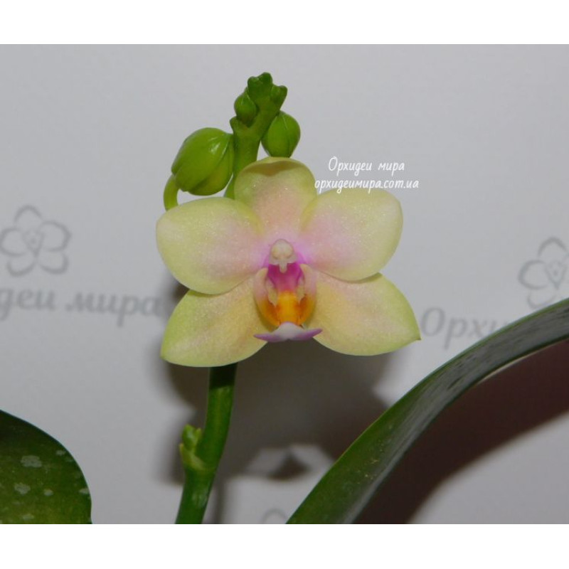 Орхидея Phal. (Violacea x Timothy Christopher) Vio уценка - купить, доставка Украина
